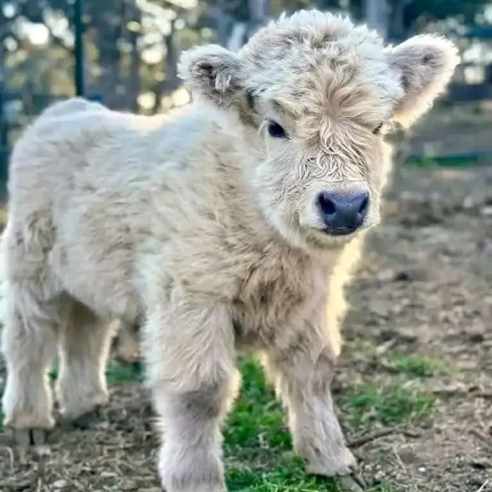 Billy is a delightful 5-month-old Miniature Highland bull